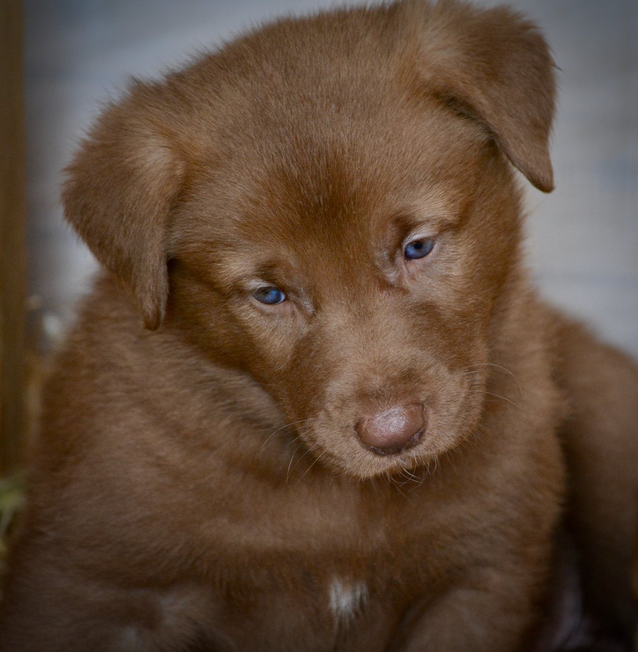 A day in the life of a Dire Wolf Project breeder | Dire Wolf Project